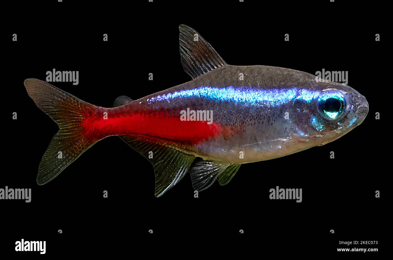 Closeup of blue neon tetra fish isolated on black background Stock ...