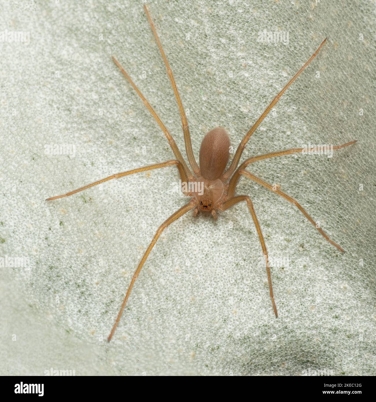 Brown Recluse Spider Size Comparison
