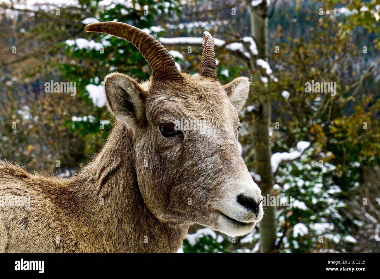 Close up big horn sheep hi-res stock photography and images - Alamy