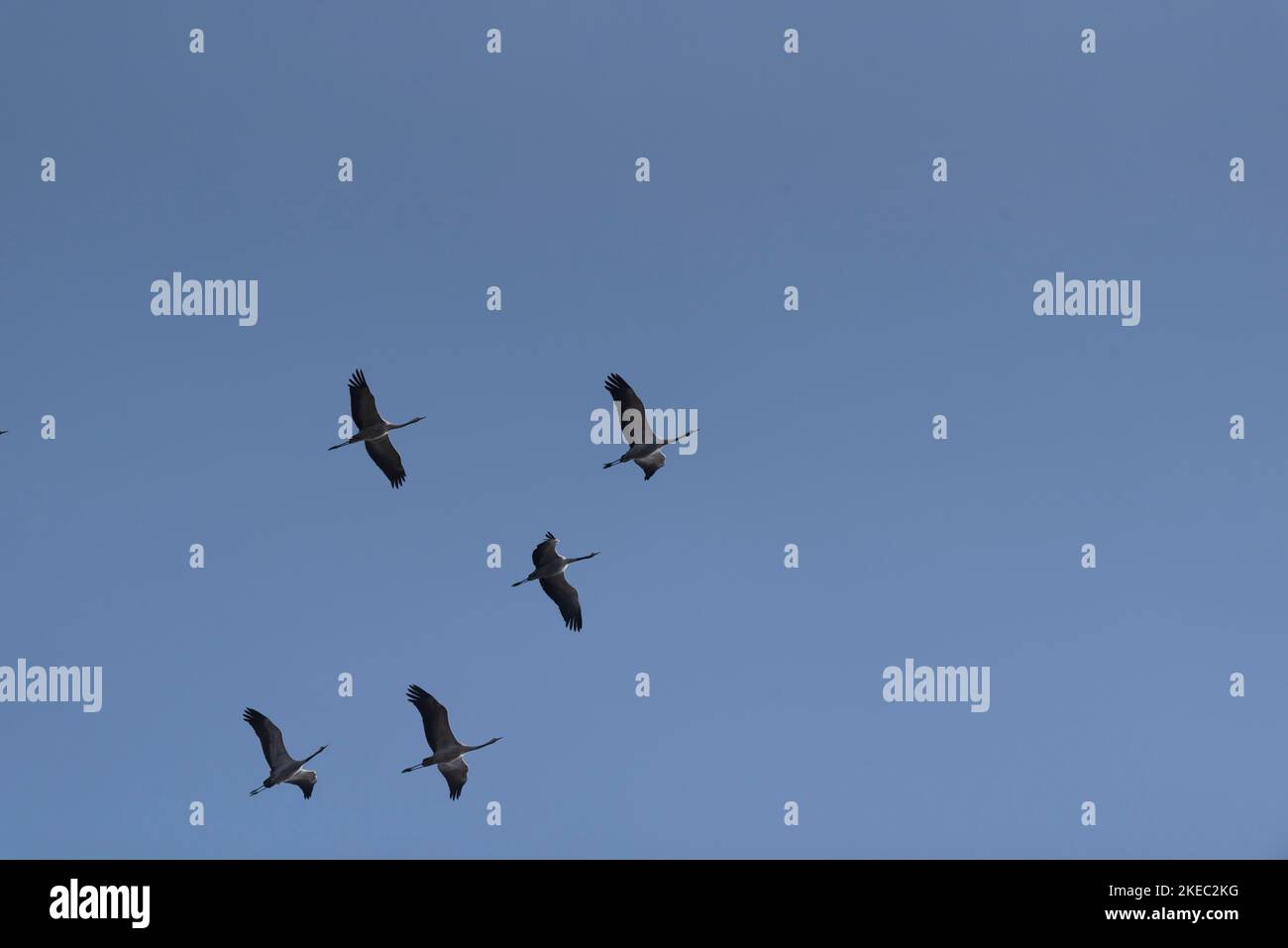 Cranes in the sky, Schartau, Saxony-Anhalt, Germany Stock Photo - Alamy