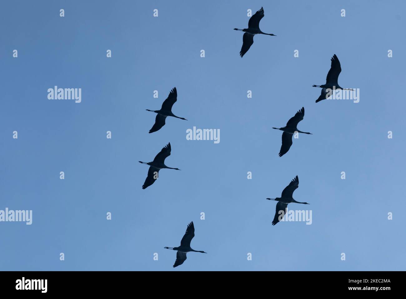 Cranes in the sky, Schartau, Saxony-Anhalt, Germany Stock Photo - Alamy
