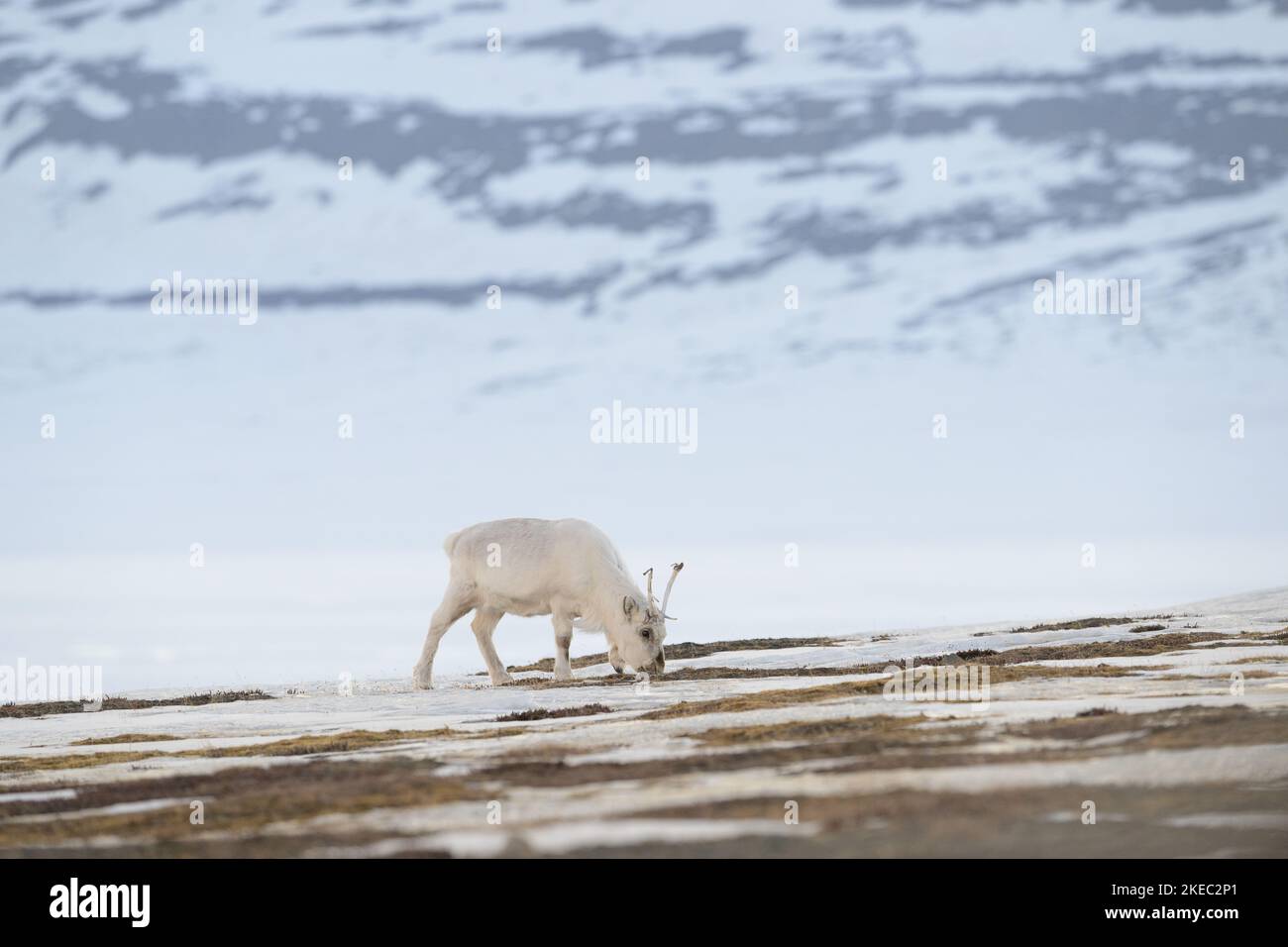 The Svalbard reindeer (Rangifer tarandus platyrhynchus) in spring time ...