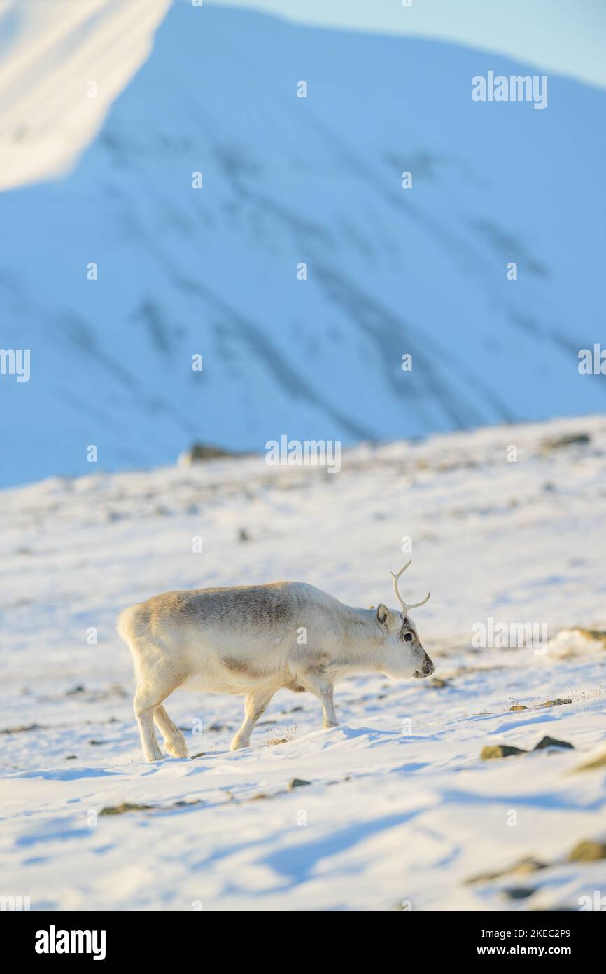 The Svalbard reindeer (Rangifer tarandus platyrhynchus) in spring time ...