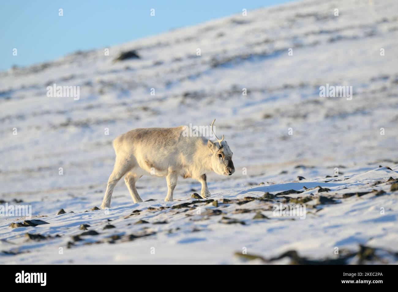 The Svalbard reindeer (Rangifer tarandus platyrhynchus) in spring time ...