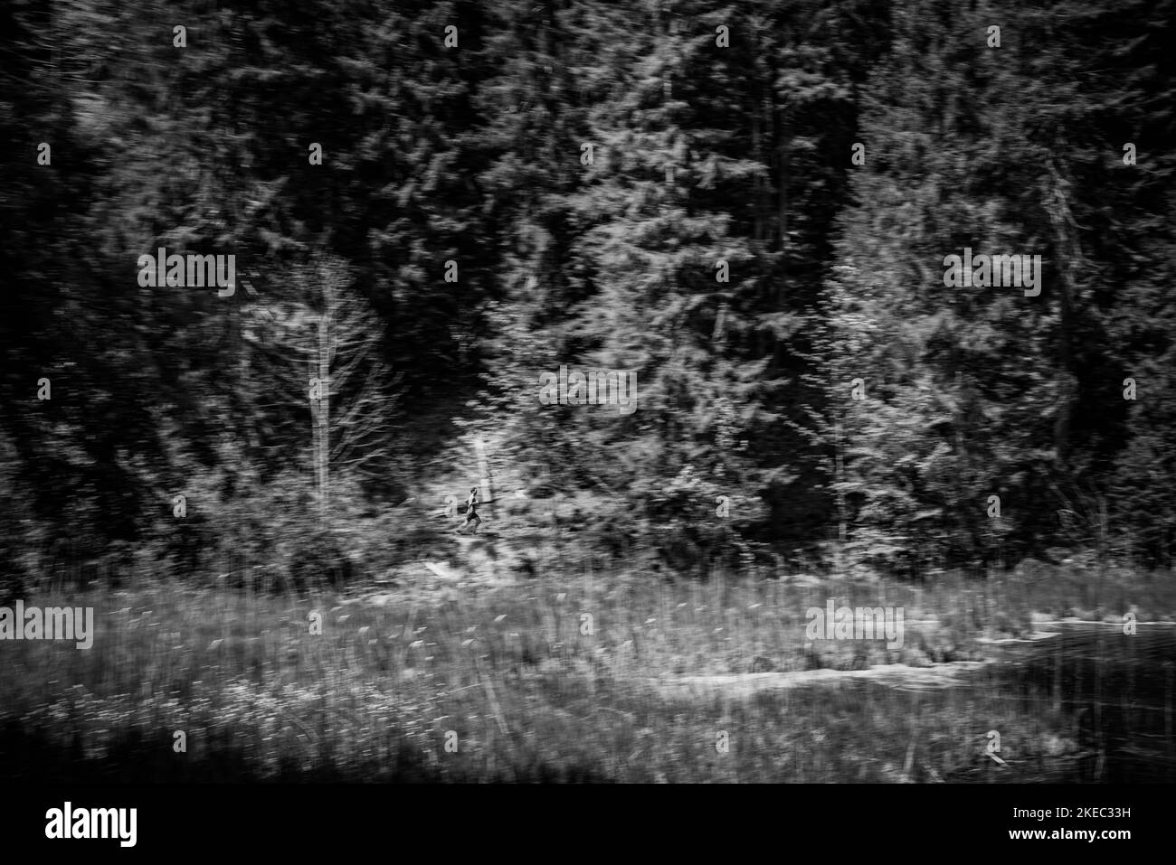 Forest ambiance Black and White Stock Photos & Images - Alamy
