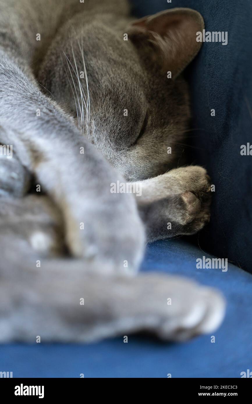 Sleeping grey cat hi-res stock photography and images - Alamy