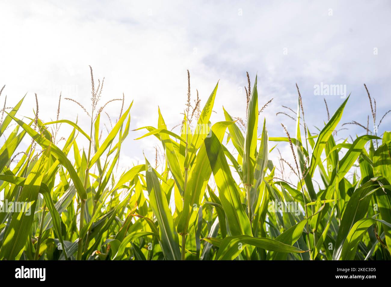Corn field in summer daytime sunshine in Mecklenburg-Western Pomerania ...