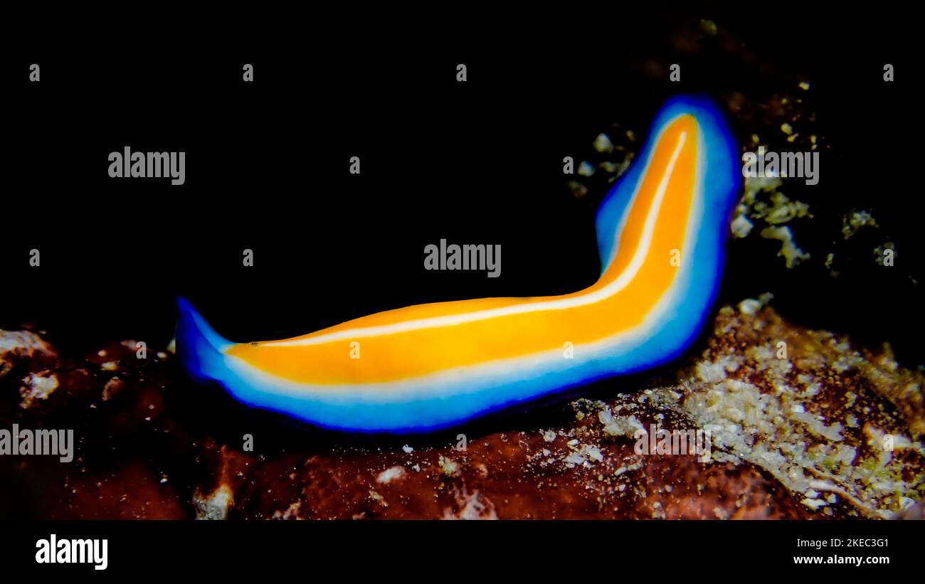 A macro shot of flatworms (Pseudobiceros) in the ocean water near ...