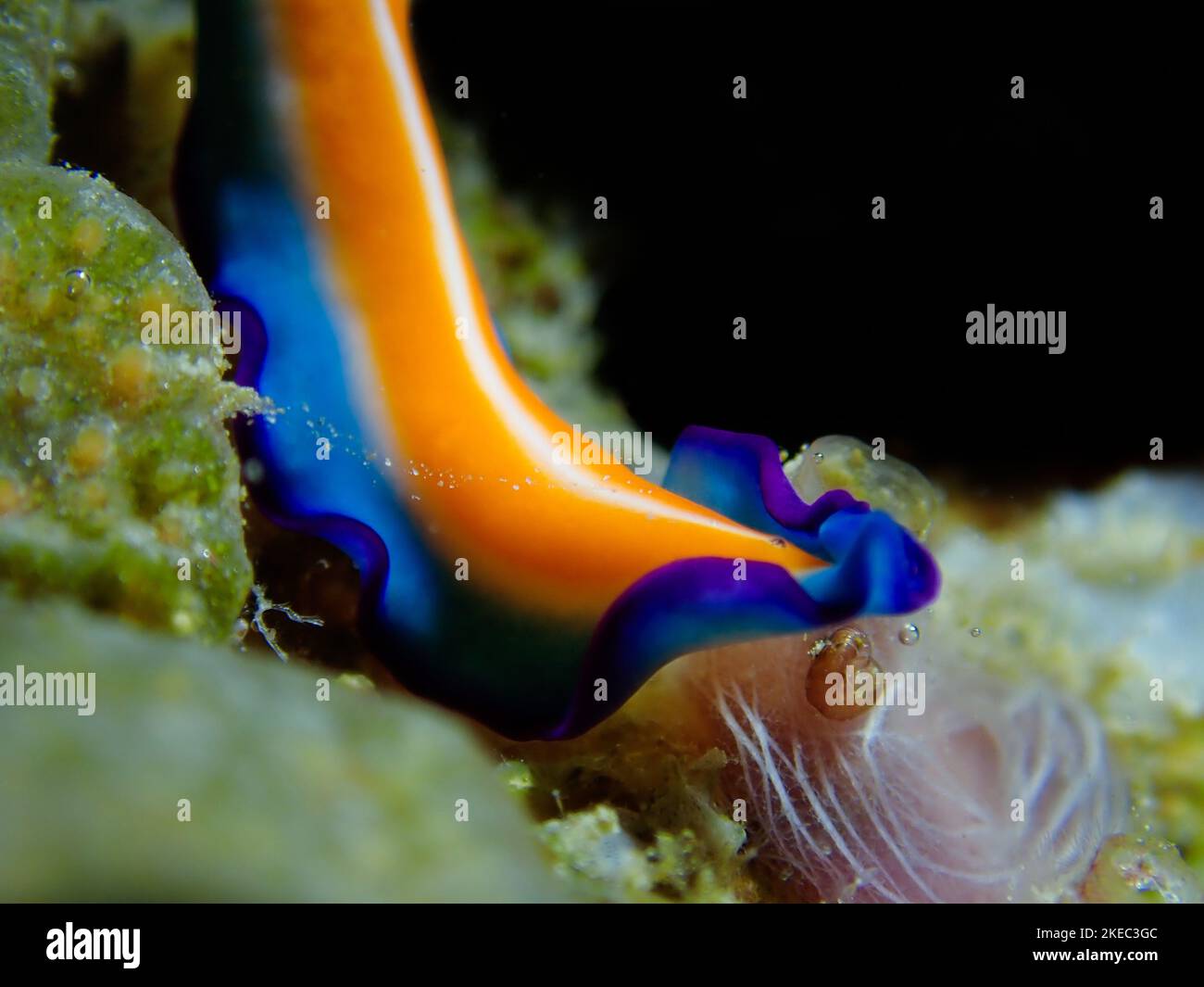 Marine flatworms hi-res stock photography and images - Alamy