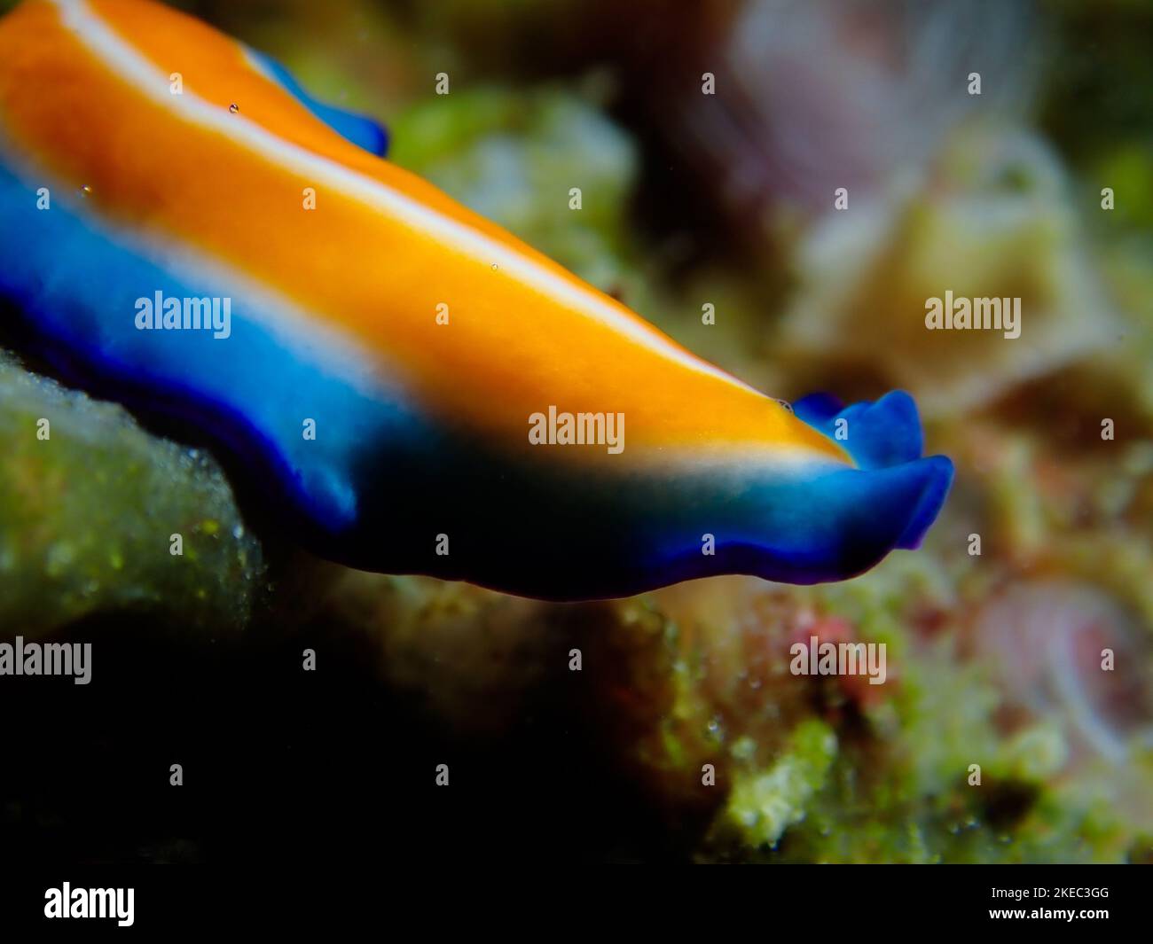 Marine flatworms hi-res stock photography and images - Alamy