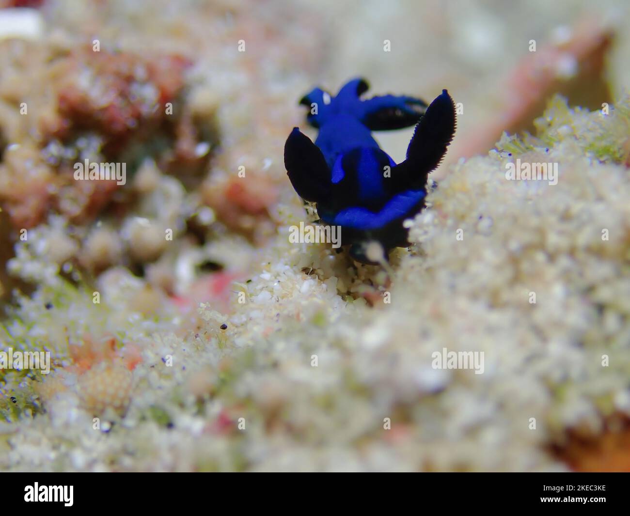 Hadal snailfish hi-res stock photography and images - Alamy