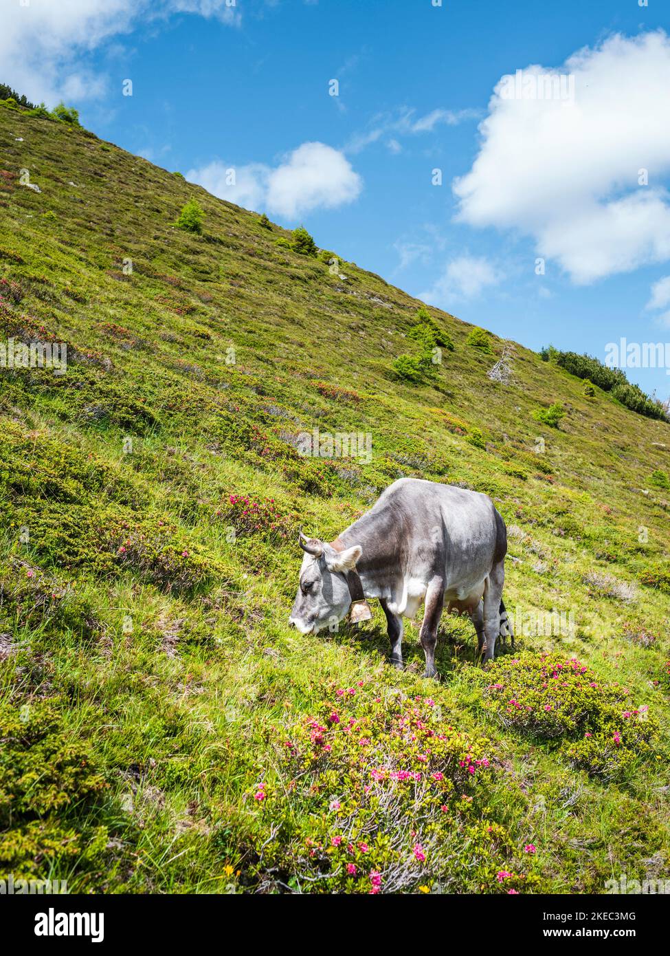 Alpine cow hi-res stock photography and images - Alamy