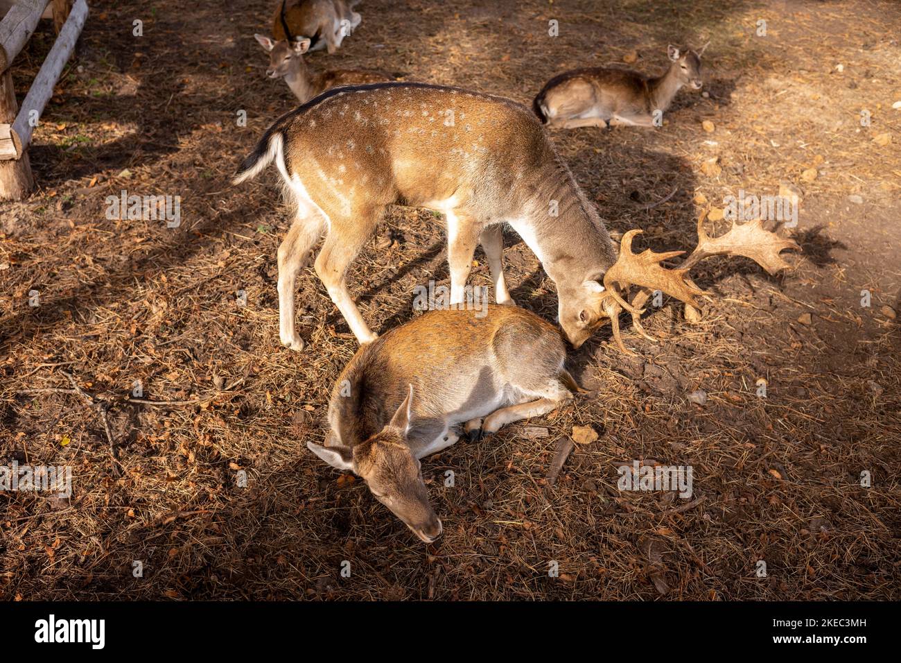 Fallow deer in the enclosure during the day in autumn sunshine Stock ...