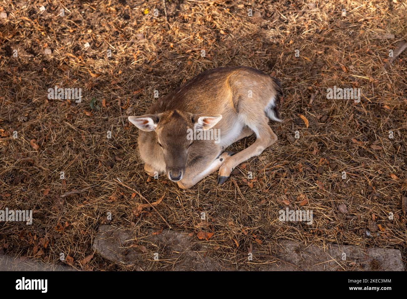 Fallow deer in the enclosure during the day in autumn sunshine Stock ...