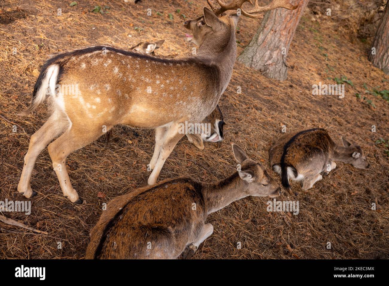 Fallow deer in the enclosure during the day in autumn sunshine Stock ...