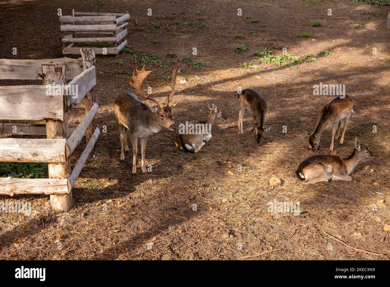 Cuttlefish enclosures hi-res stock photography and images - Alamy