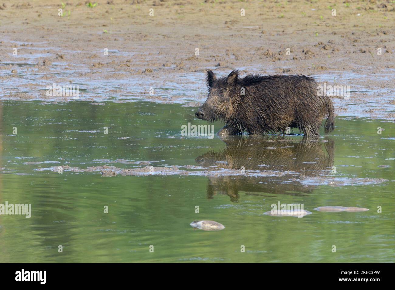 Wild boar lying dead hi-res stock photography and images - Alamy