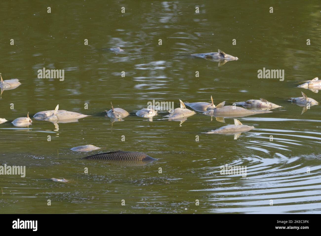 Fish death caused by great heat in a pond, in the foreground a still ...