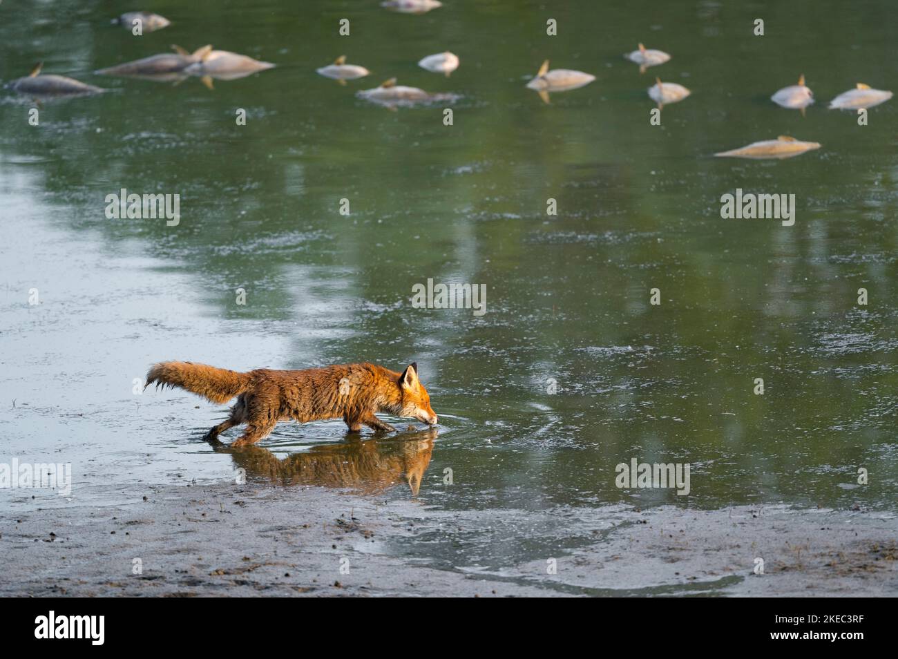 Red fox (Vulpes vulpes) searching the shore of a pond for dead fish, in ...