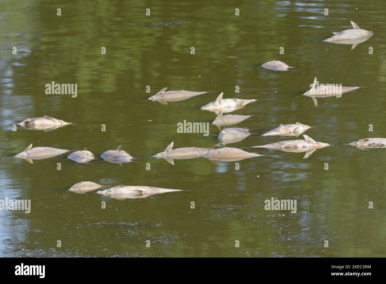 Caused by animals hi-res stock photography and images - Alamy