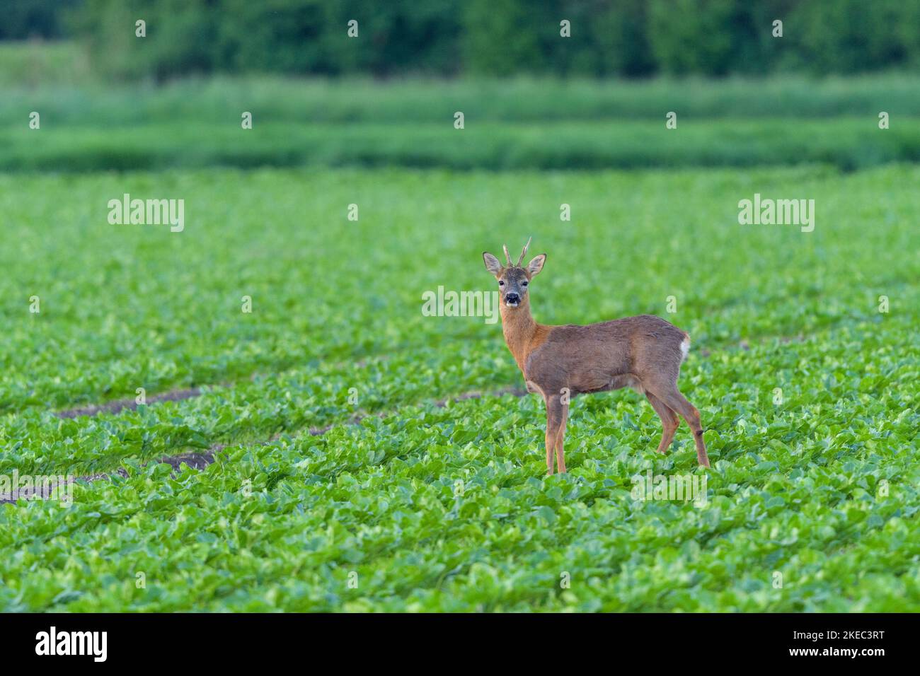Roebuck (Capreolus capreolus) in a beet field, May, summer, Hesse ...