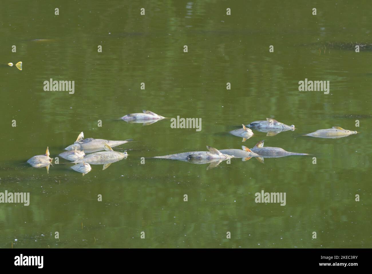 Caused by animals hi-res stock photography and images - Alamy