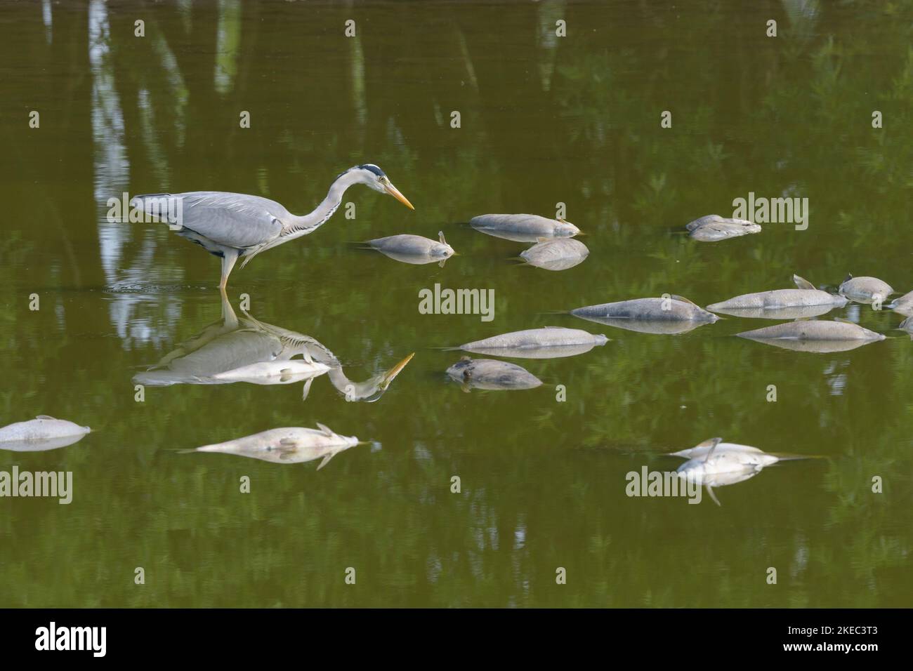 Grey heron in a pond with numerous heat-killed fish (bream), May ...