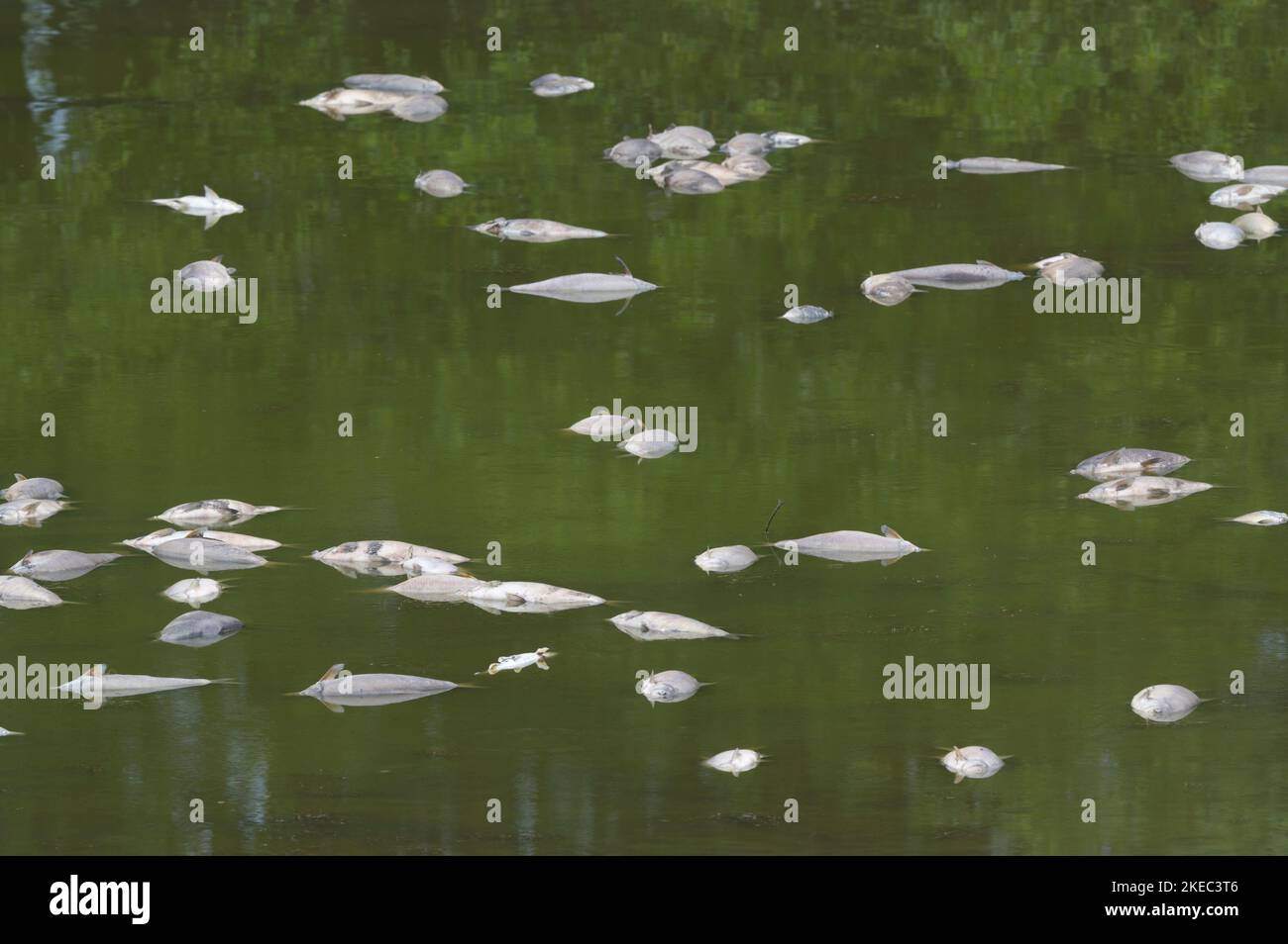 Caused by animals hi-res stock photography and images - Alamy