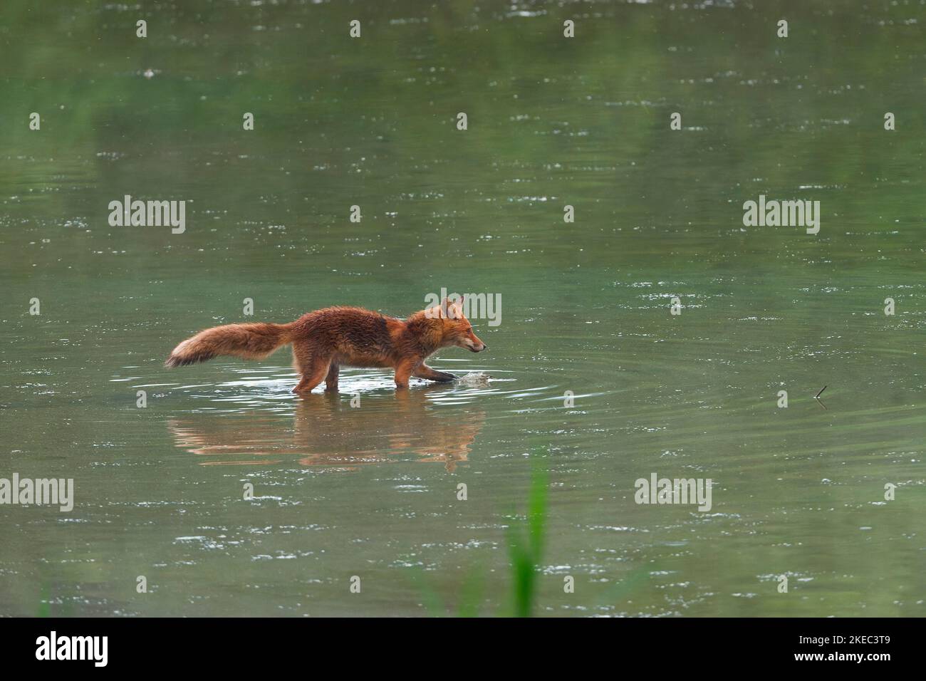 Red fox (Vulpes vulpes) looking for dead fish in a pond, May, summer ...