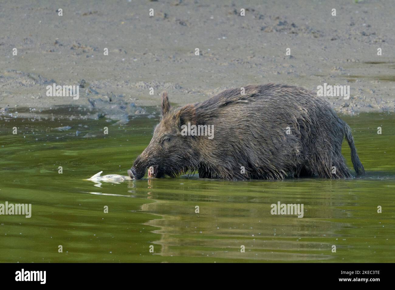 Wild boar (Sus scrofa) eats a fish in a slowly drying pond, sow, May ...
