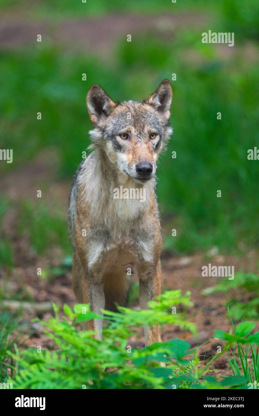 Canis lupus lupus europe hi-res stock photography and images - Alamy