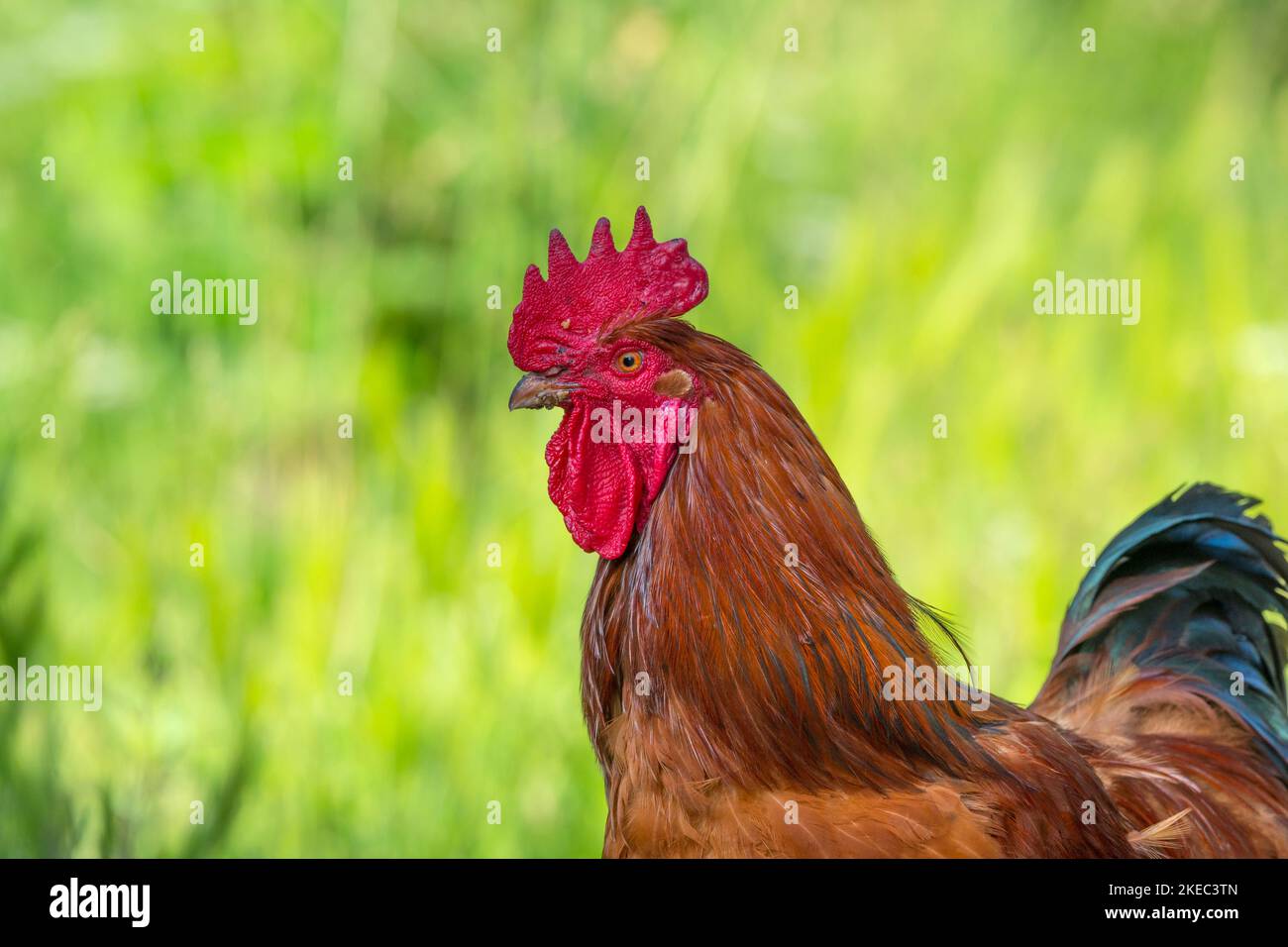 Rooster, Portrait, May, Hesse, Germany, Europe Stock Photo - Alamy