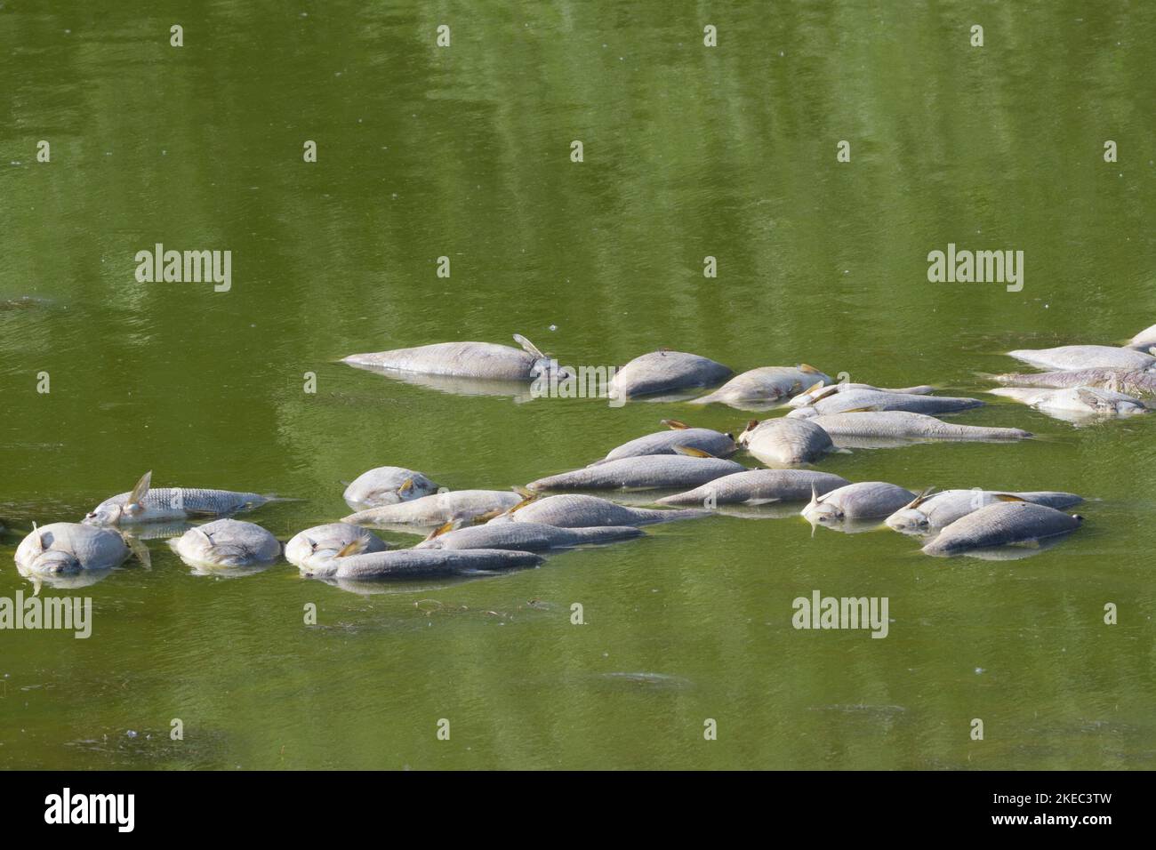 Fish kill caused by high heat in a pond, bream, may, summer, Hesse ...