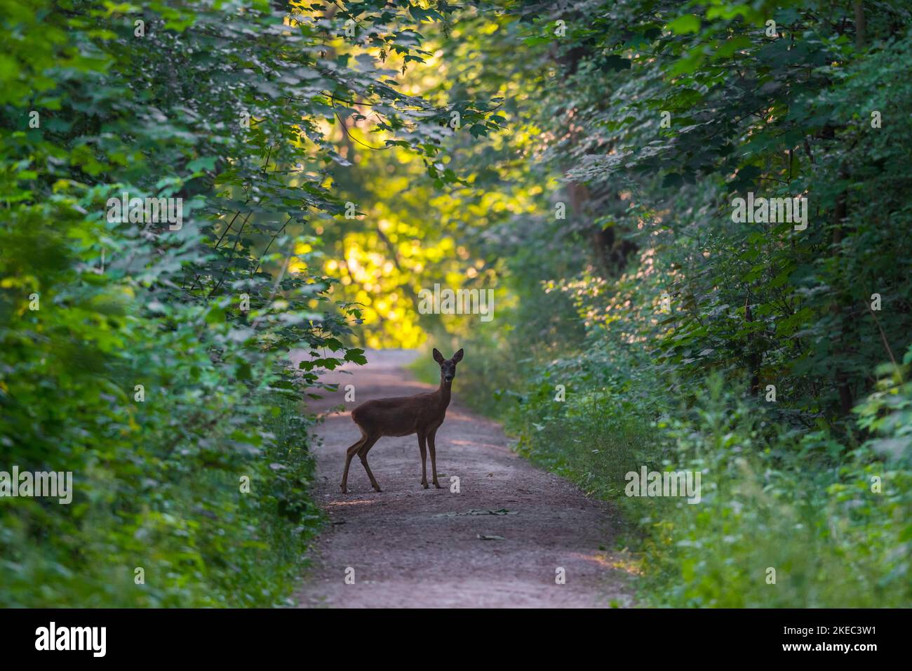Roe deer (Capreolus capreolus) standing on a forest path, May, summer ...