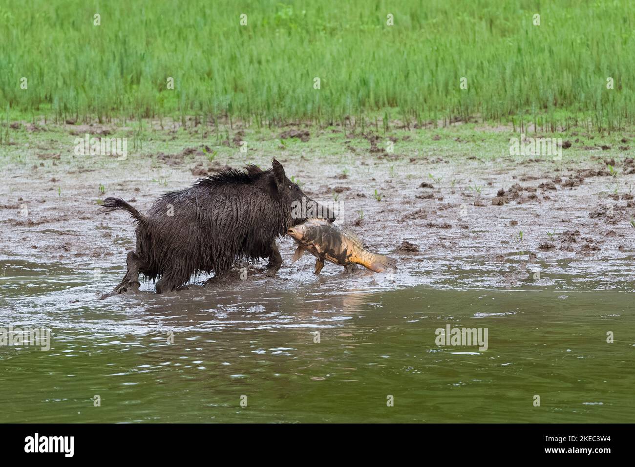 Wild boar (Sus scrofa) with a dead fish (carp) in the pen, in the ...