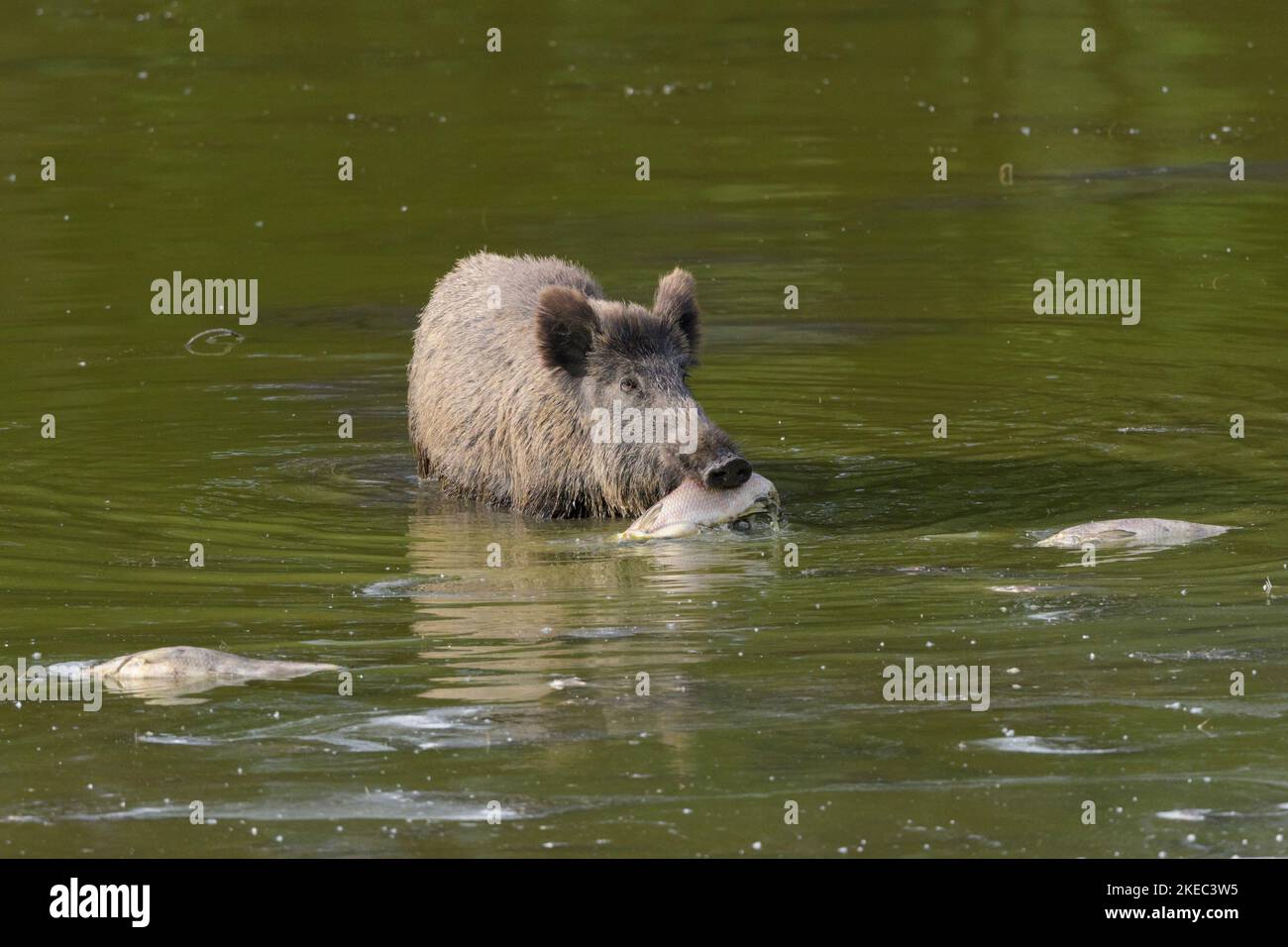 Dead boars hi-res stock photography and images - Alamy