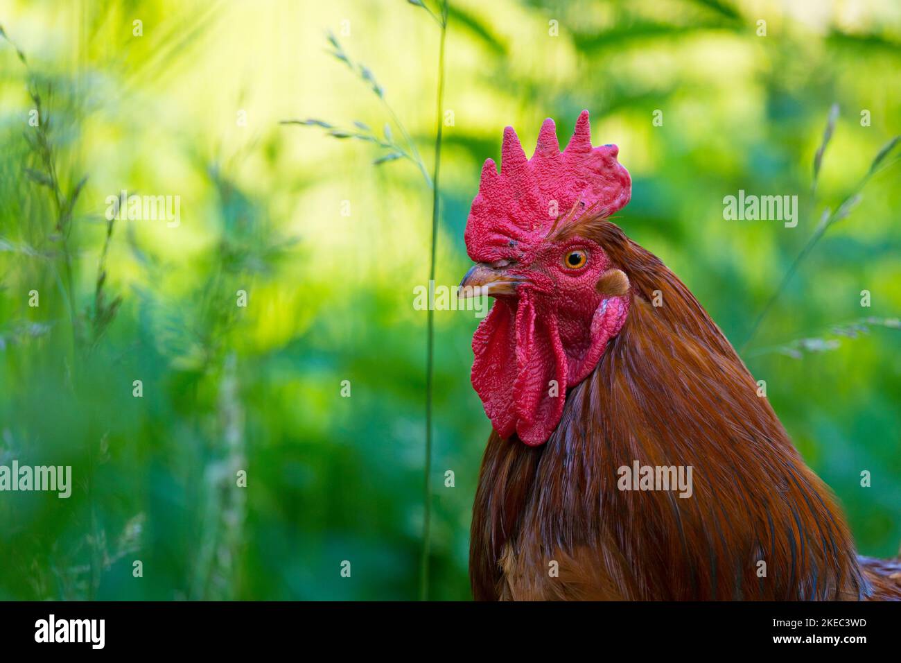 Rooster, Portrait, May, Hesse, Germany, Europe Stock Photo - Alamy