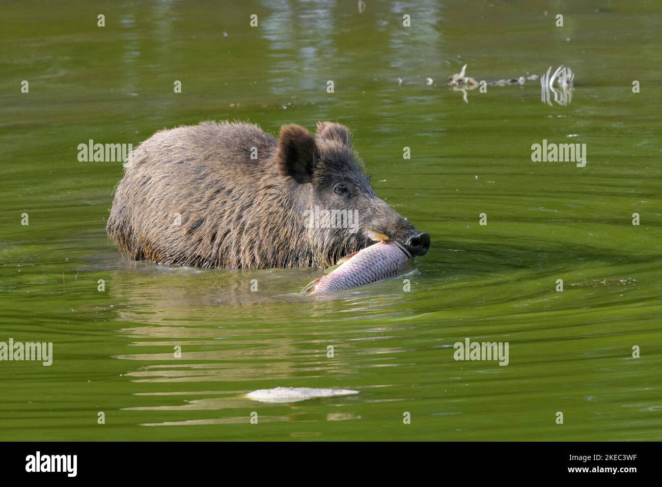 With dead wild boar hi-res stock photography and images - Alamy