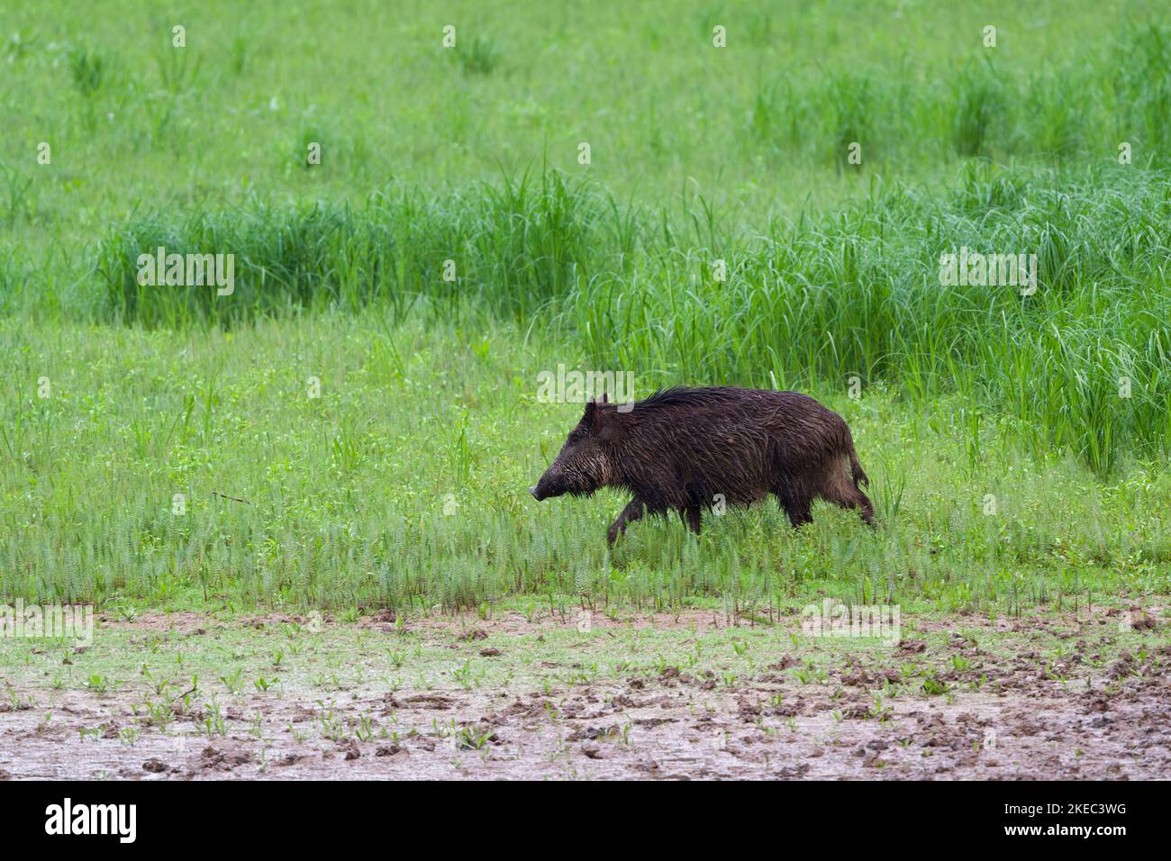 Wild boar (Sus scrofa) running along the bank of a pond, sow, May ...