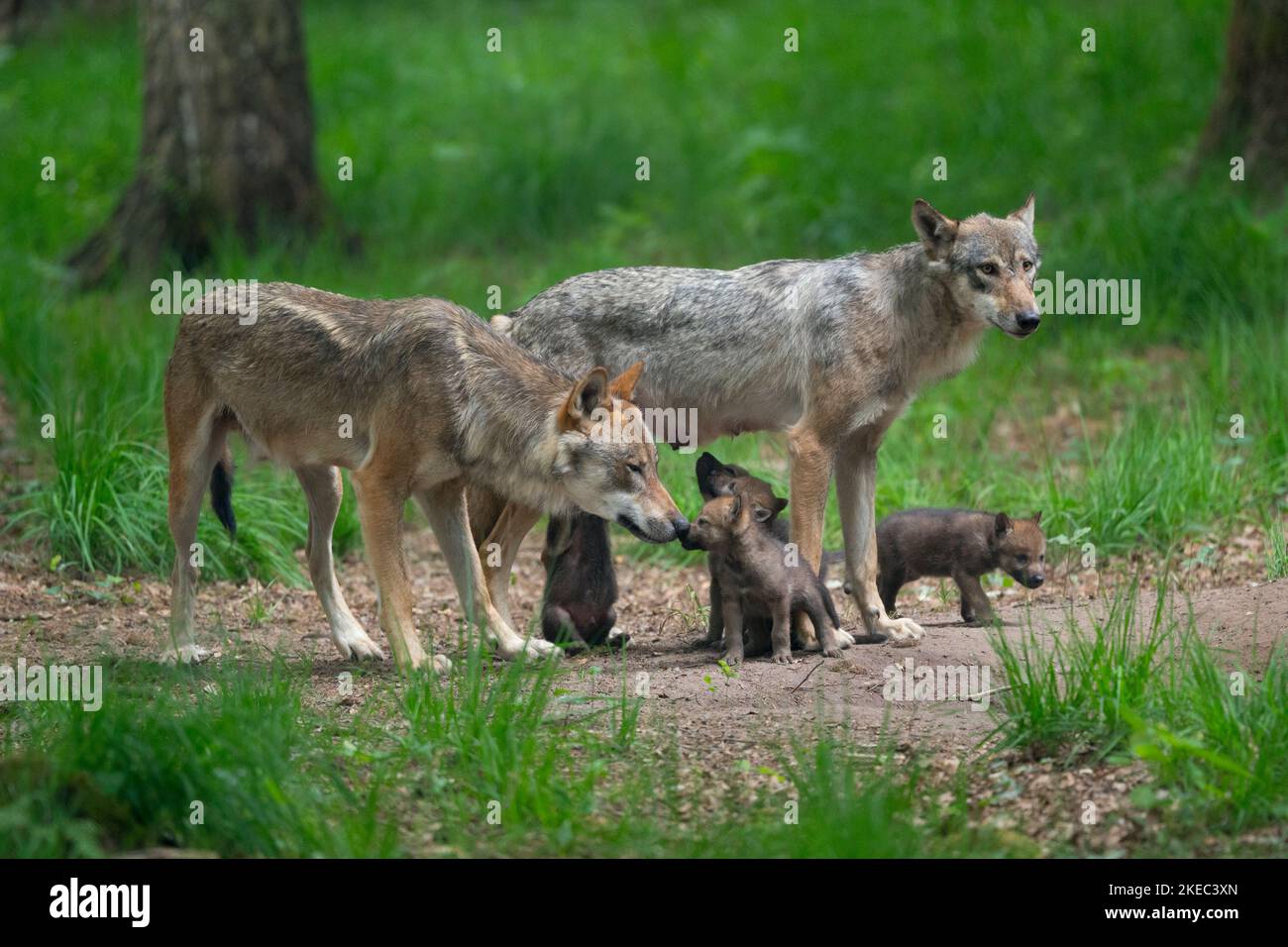 Wolves with wolf pups at den, summer, Germany, Europe Stock Photo - Alamy