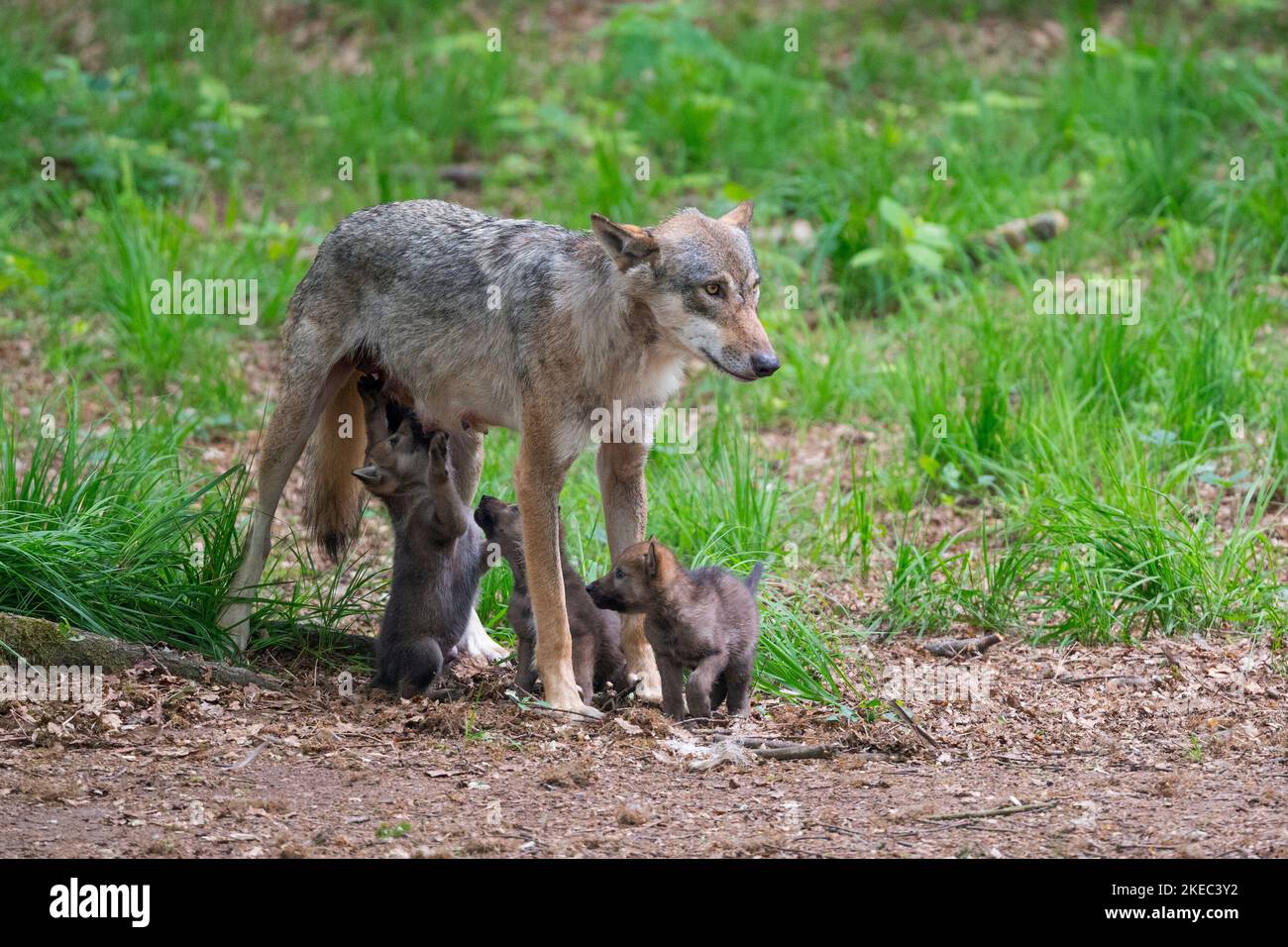 wolf female with wolf pups, summer, Germany, Europe Stock Photo - Alamy