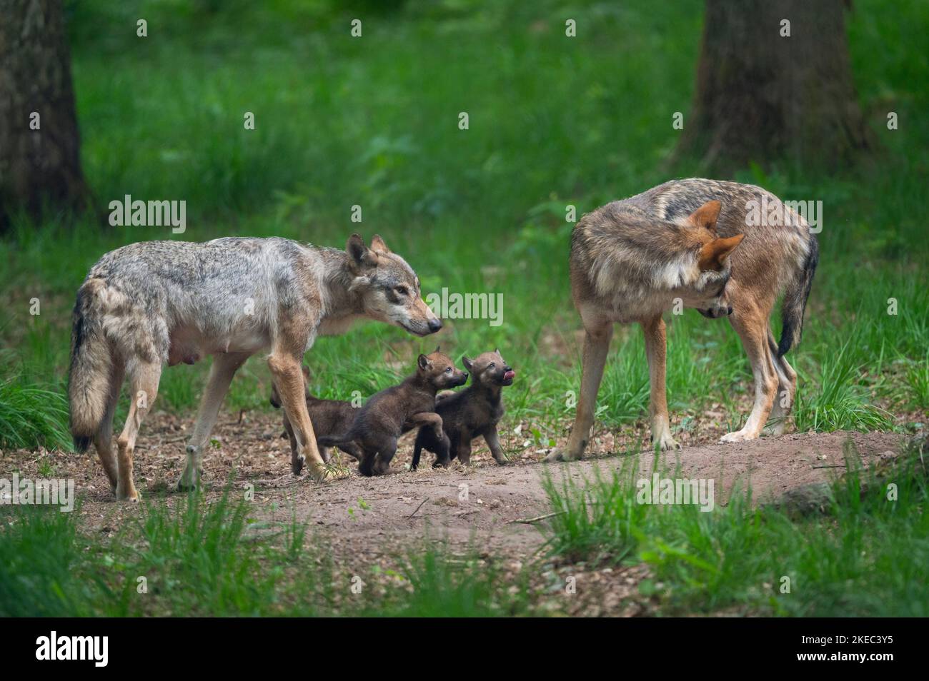 Wolf pups den hi-res stock photography and images - Alamy