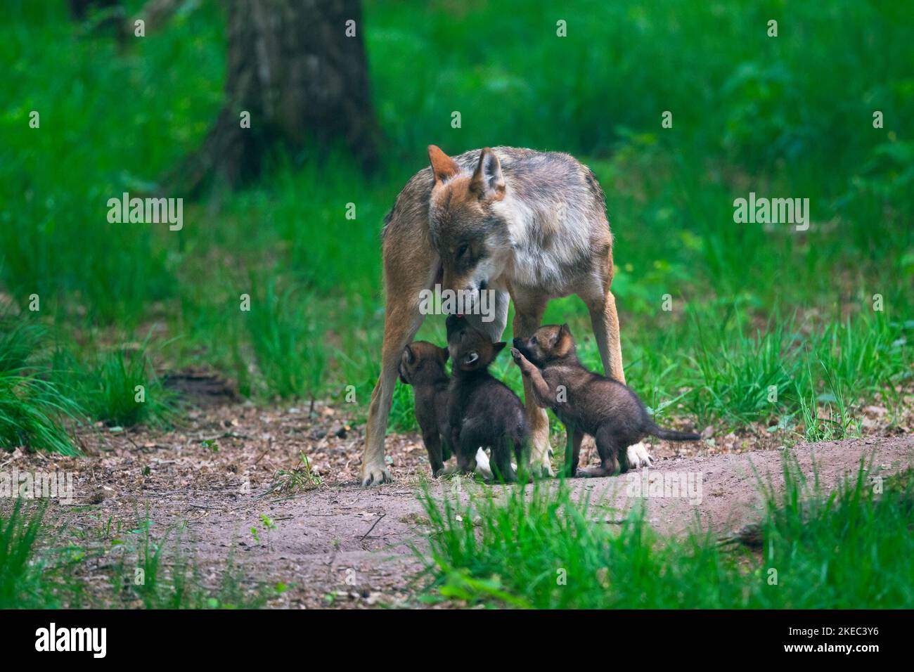 Wolf pups den hi-res stock photography and images - Alamy