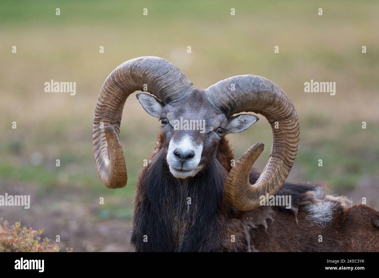 Mouflon ram (Ovis ammon musimon), Summer, Hesse, Germany, Europe Stock ...
