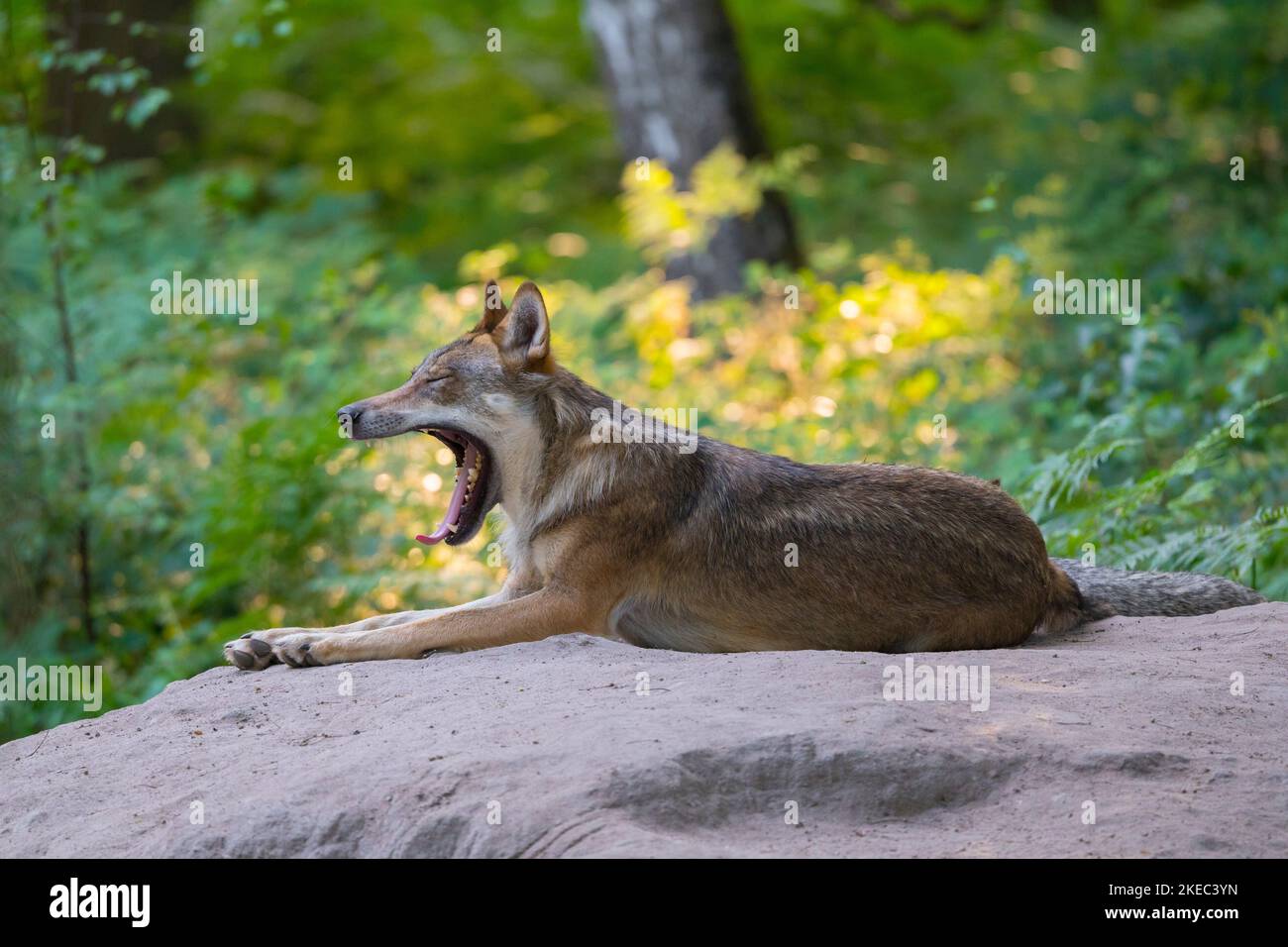 Wolf yawning hi-res stock photography and images - Alamy
