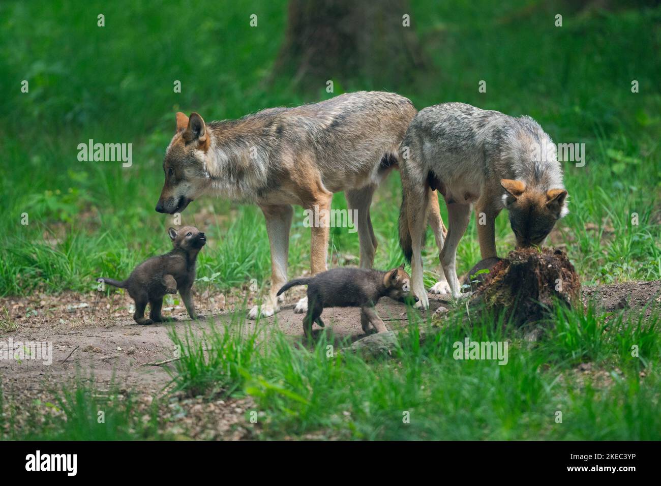Germany wolves puppies hi-res stock photography and images - Alamy