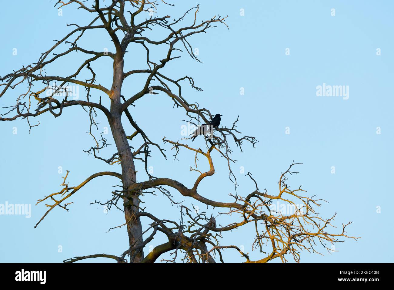Raven crows (Corvus corone) on a dead tree, Hesse, Germany, Europe ...