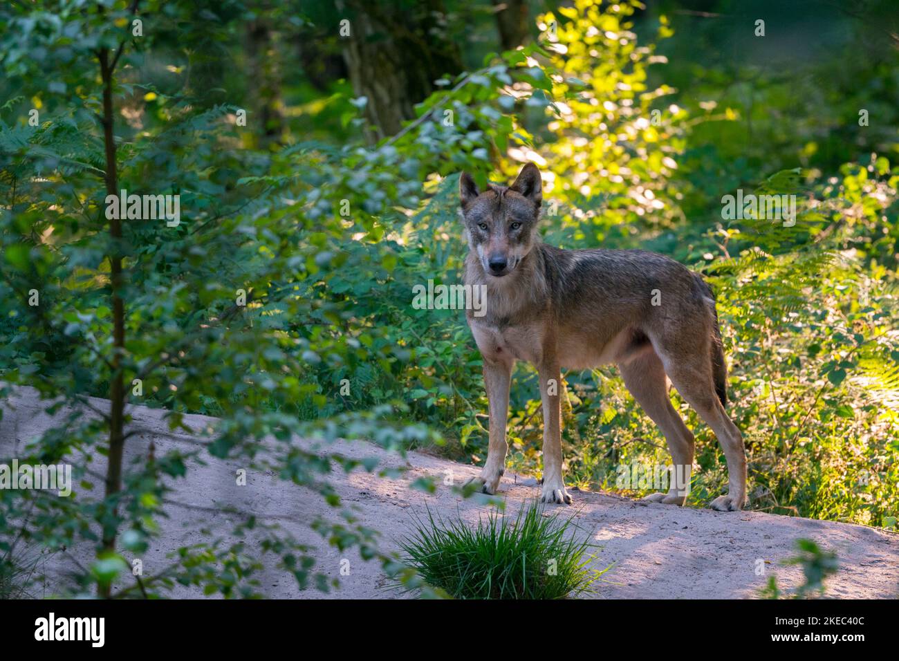 Canis lupus forest wolf europe hi-res stock photography and images - Alamy