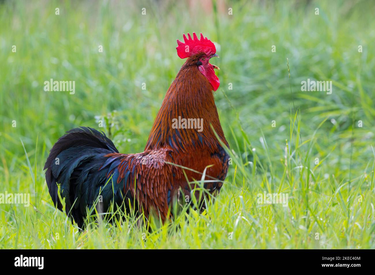 Crowing rooster, summer, Hesse, Germany, Europe Stock Photo - Alamy
