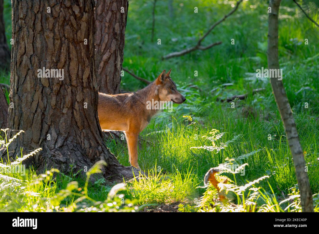 Canis lupus forest wolf europe hi-res stock photography and images - Alamy